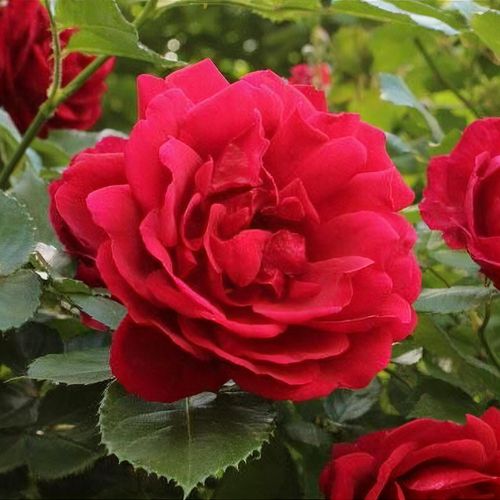 best climbing roses