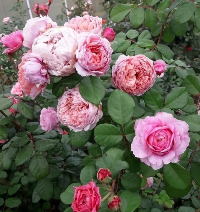 Eisvogel rose | All about Roses