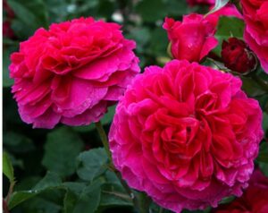 Rose best varieties for container