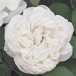 20 most beautiful white roses varieties