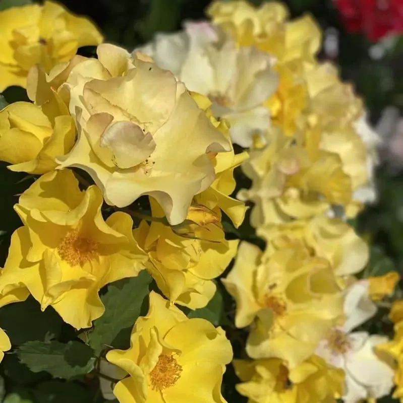 Ali dorate rose |Italian roses
