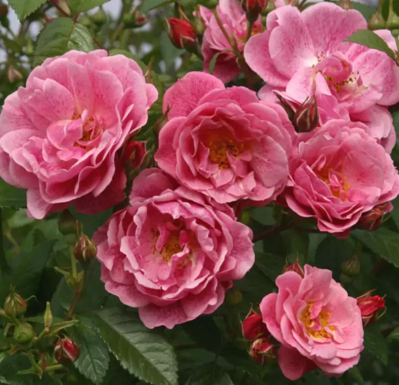 Camelot rose