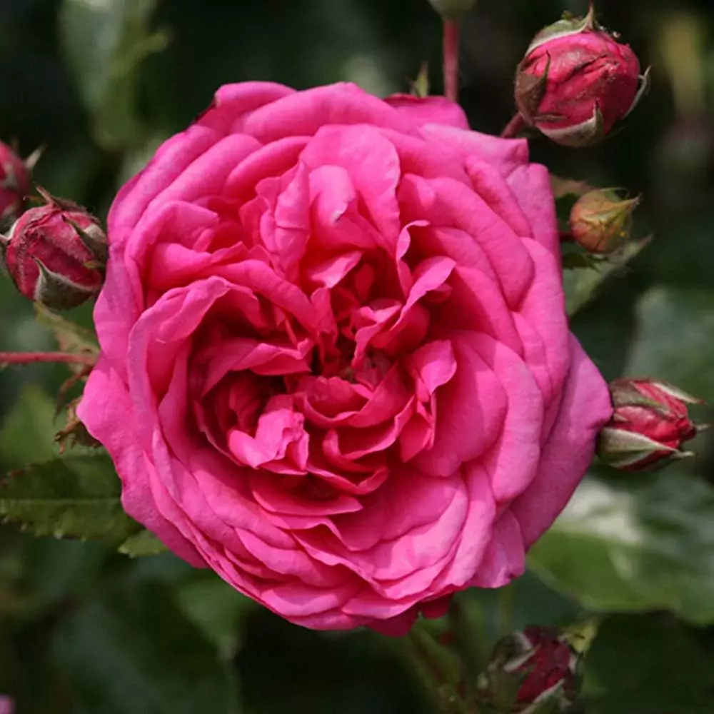 Laguna Climbing Rose | All about Roses