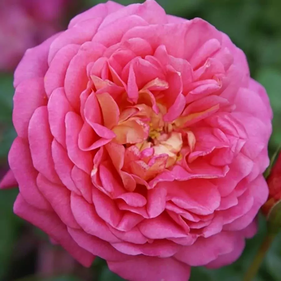 Christopher Marlowe rose