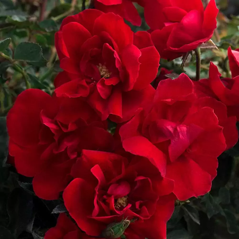 The Brick House rose | All about Roses