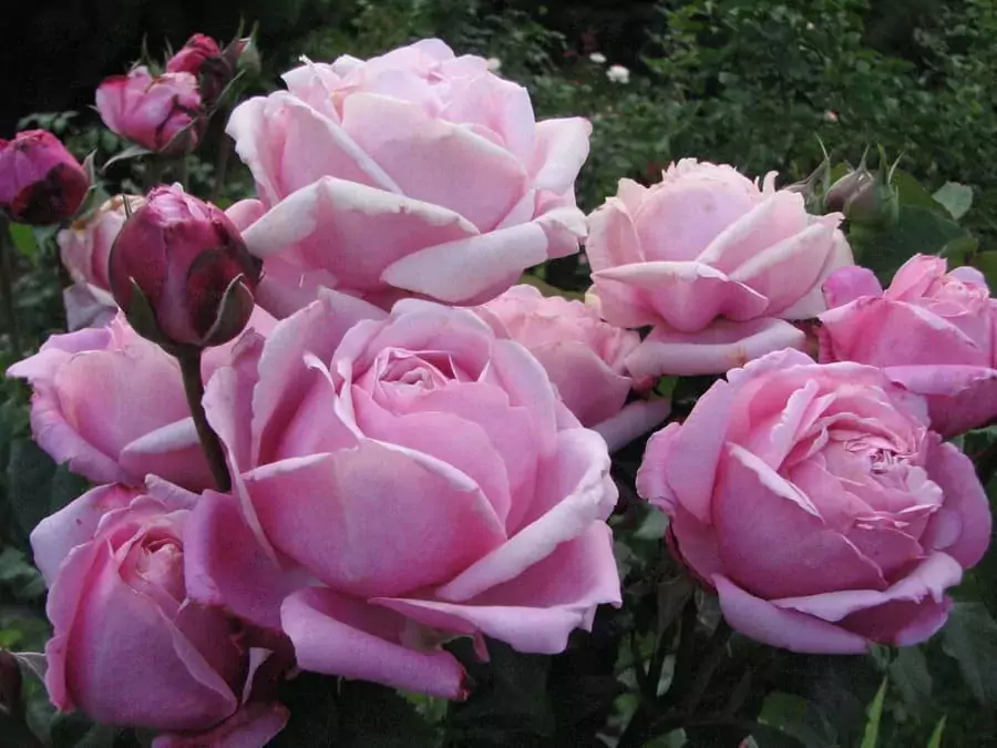 Dieter Muller rose | All about Roses