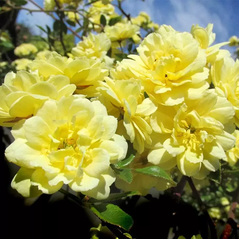 The Lady Banks rose | All about Roses