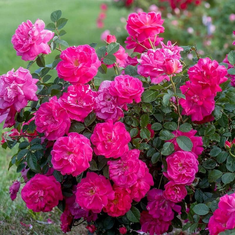 Highwire Flyer rose | All about Roses