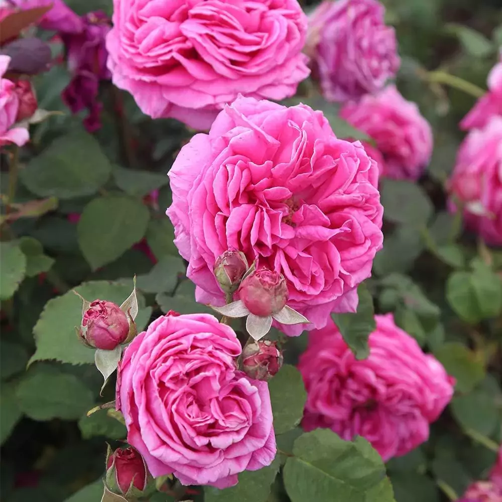 The Mme Dubost rose | All about Roses