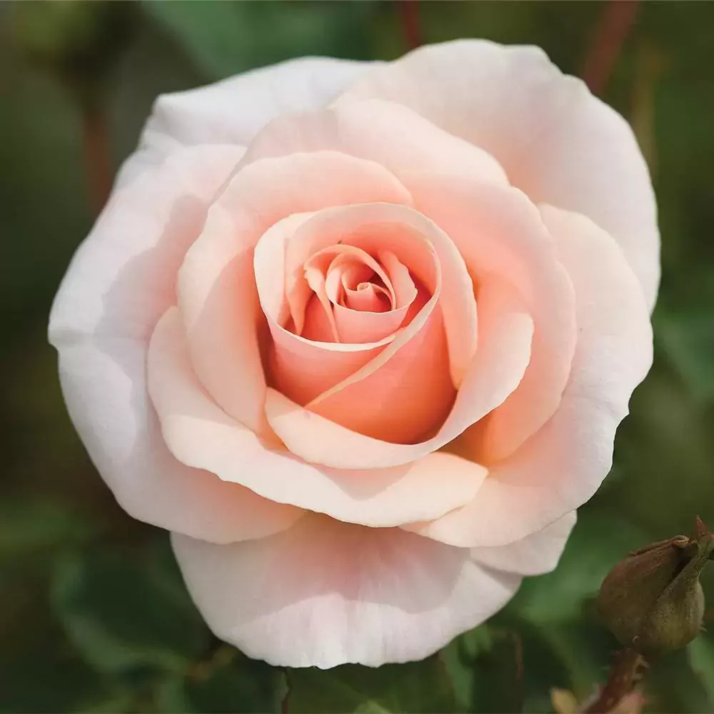 Pretty Lady Rose | All about Roses