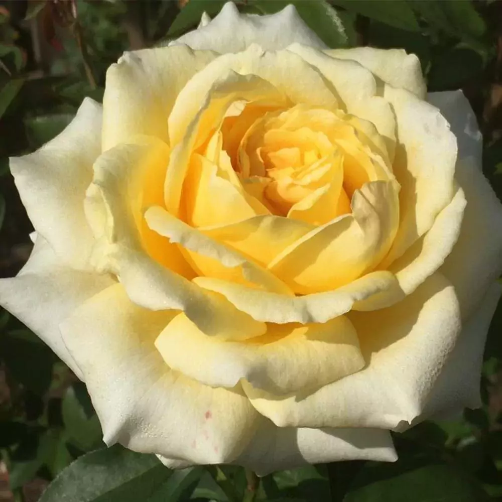 Rosanna Jacobs rose | All about Roses