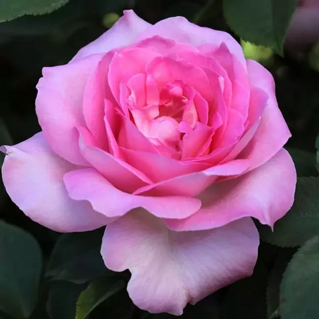 Beverly rose | German roses