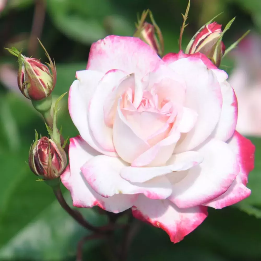 Candy Cane Cocktail rose| French roses