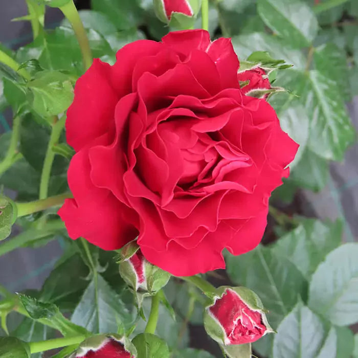 Paisley Abbey rose | All about Roses
