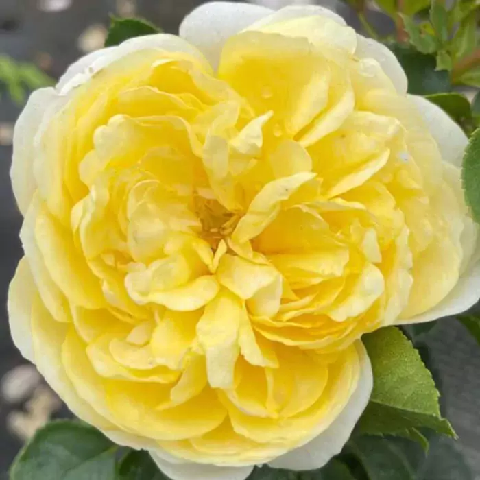 Patricia Kent rose | All about Roses