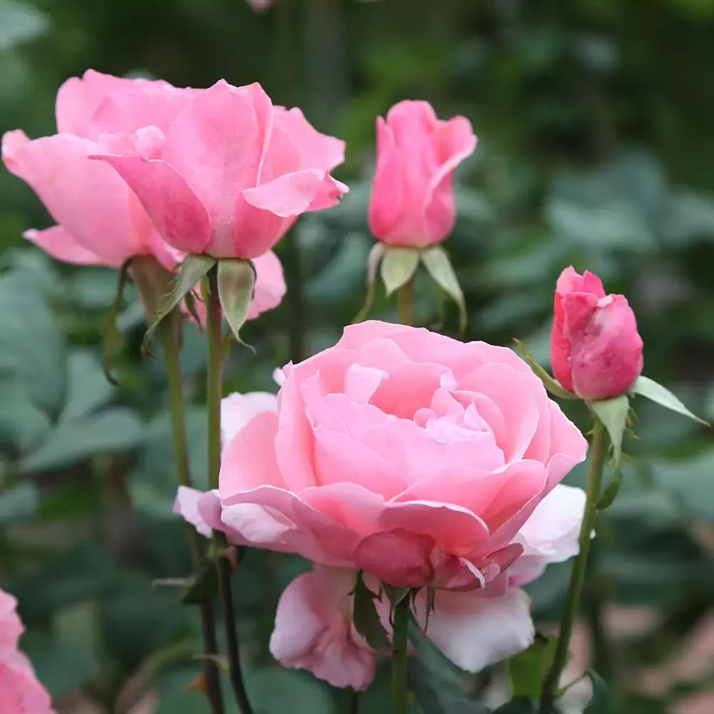 Queen Elizabeth rose | All about Roses