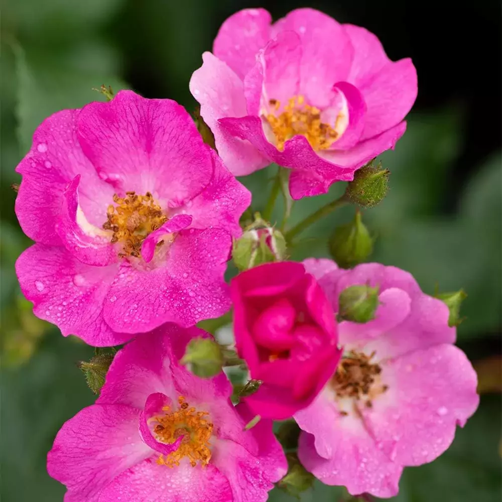 Grape Jelly rose | All about Roses