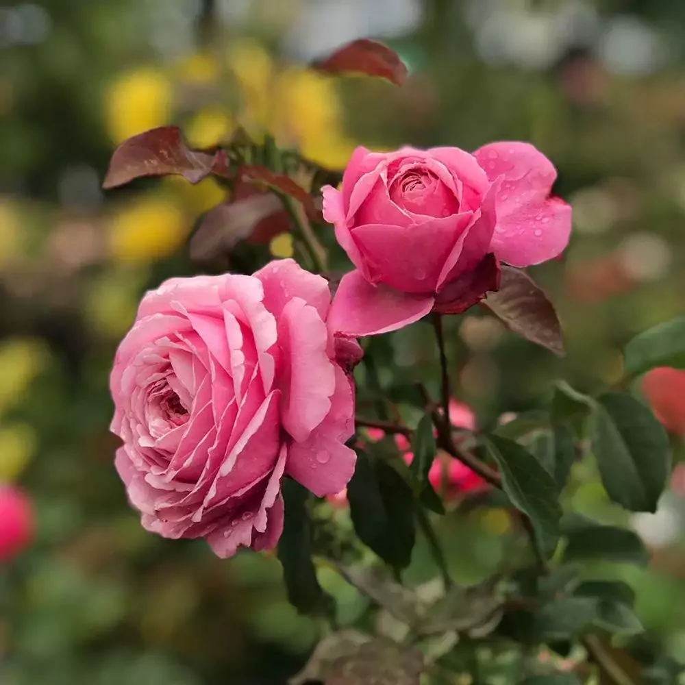 Sister Emmanuelle rose | All about Roses