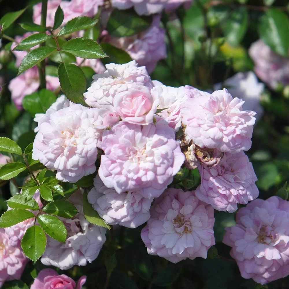 Rural England rose | All about Roses