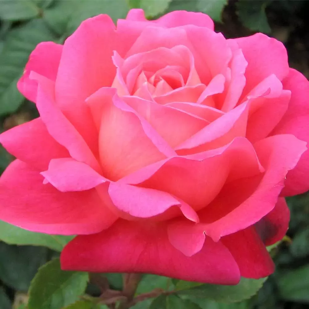 Star of The Nile rose | All about Roses