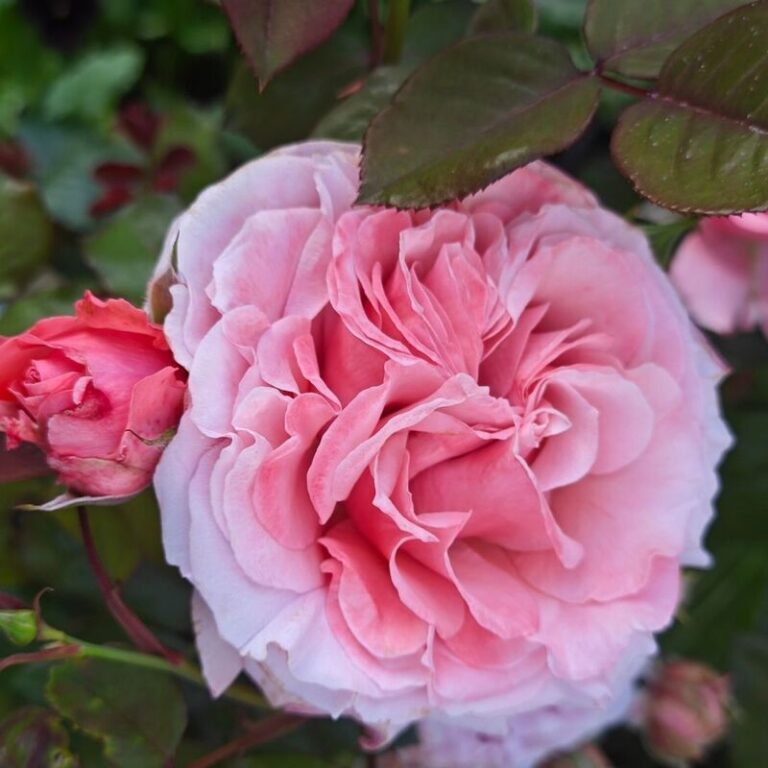 Essential Guide to Caring for Newly Planted Roses | First Season