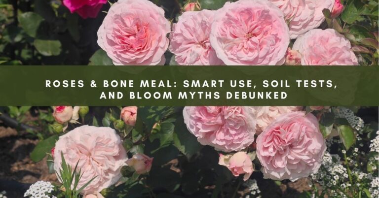 Bone Meal 101 for Organic Rose Growing (Do You Even Need It?) | All ...