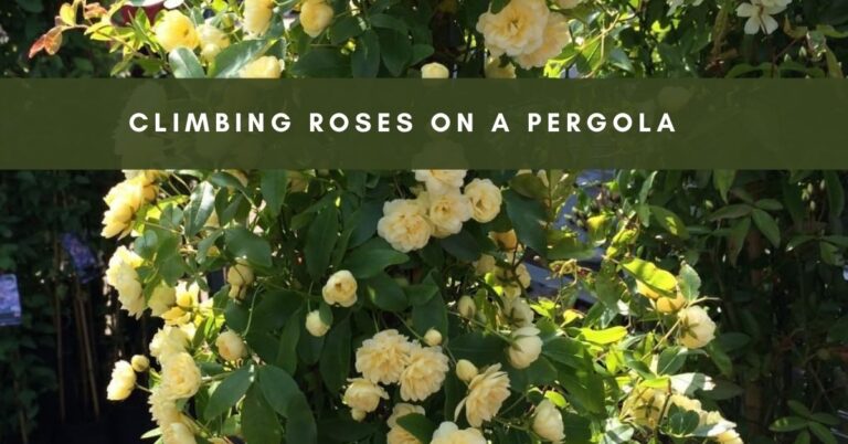 How to Plant Climbing Roses on a Pergola | All about Roses