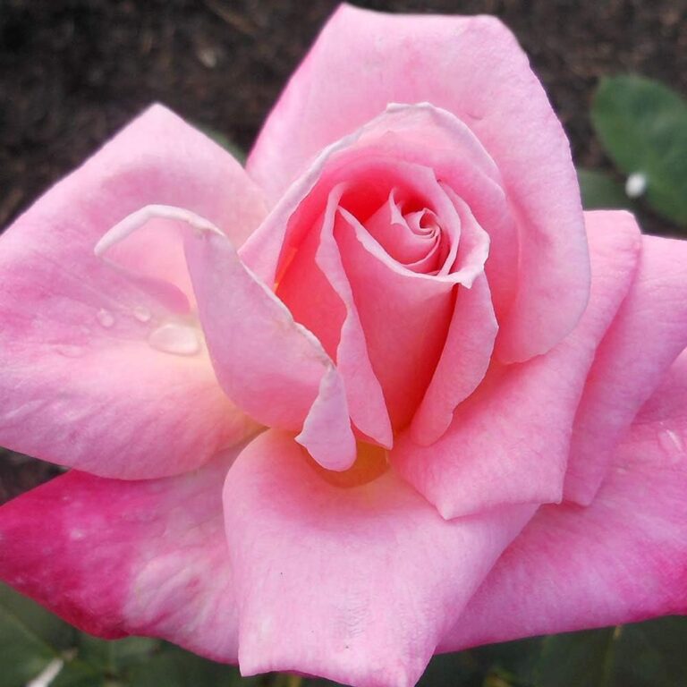 15 Best Pink Roses That Add Grace and Glamour to Any Garden | All about ...