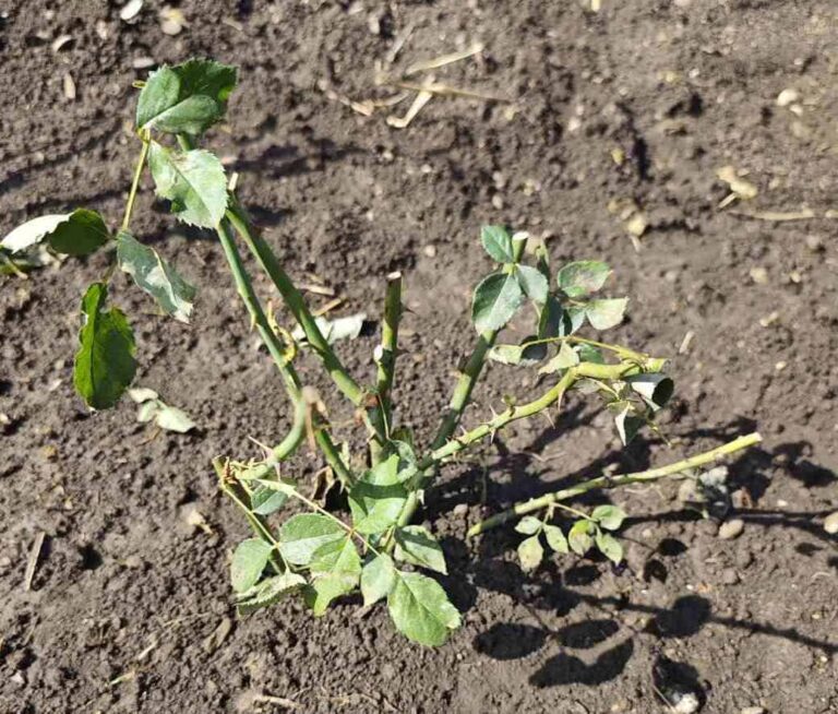 Rose Wilting After Transplant? How to Revive It Step by Step
