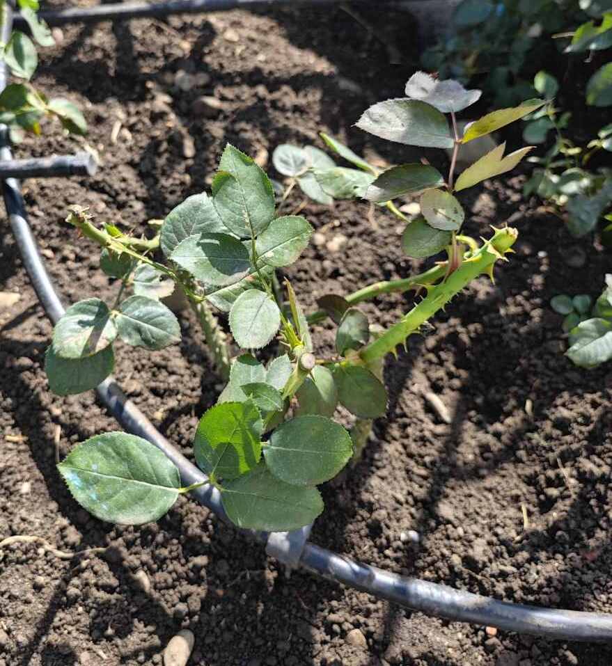 Rose Wilting After Transplant? How to Revive It Step by Step