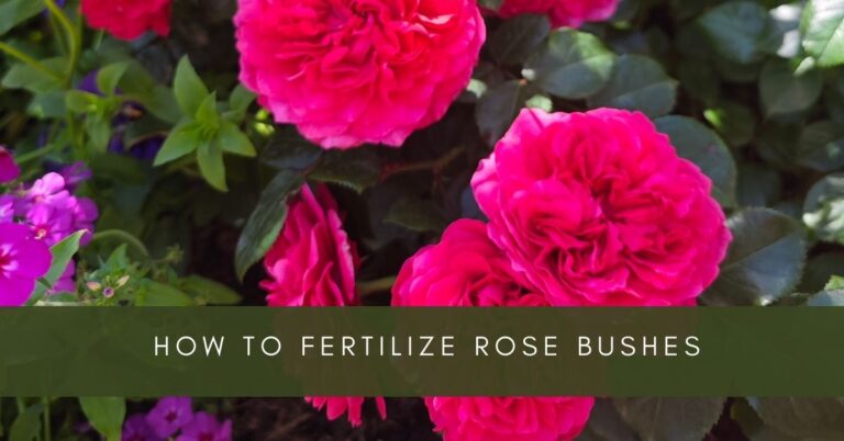 Rose Care Advice: Garden Tips for Healthy and Blooming Roses