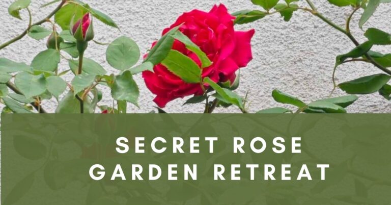 Crafting an Enchanted Haven with Rose Borders | All about Roses